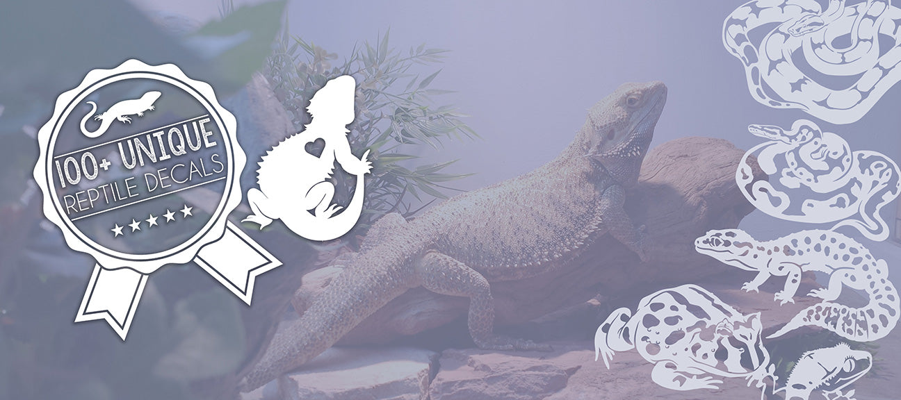 Fatty Pancake | Whimsical Warmth in a Cold-Blooded World